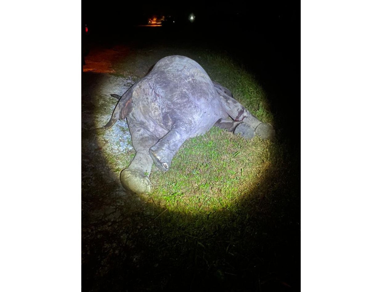 ele | The Serangoon Times